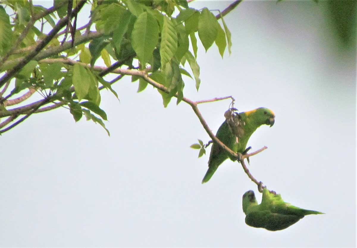 Mesoamerican Parrot Census Network – Red Mesoamericana para el ...