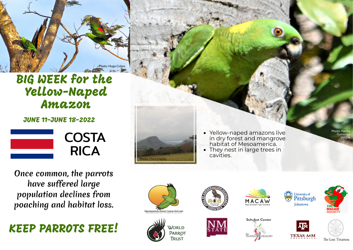 Mesoamerican Parrot Census Network – Red Mesoamericana para el ...