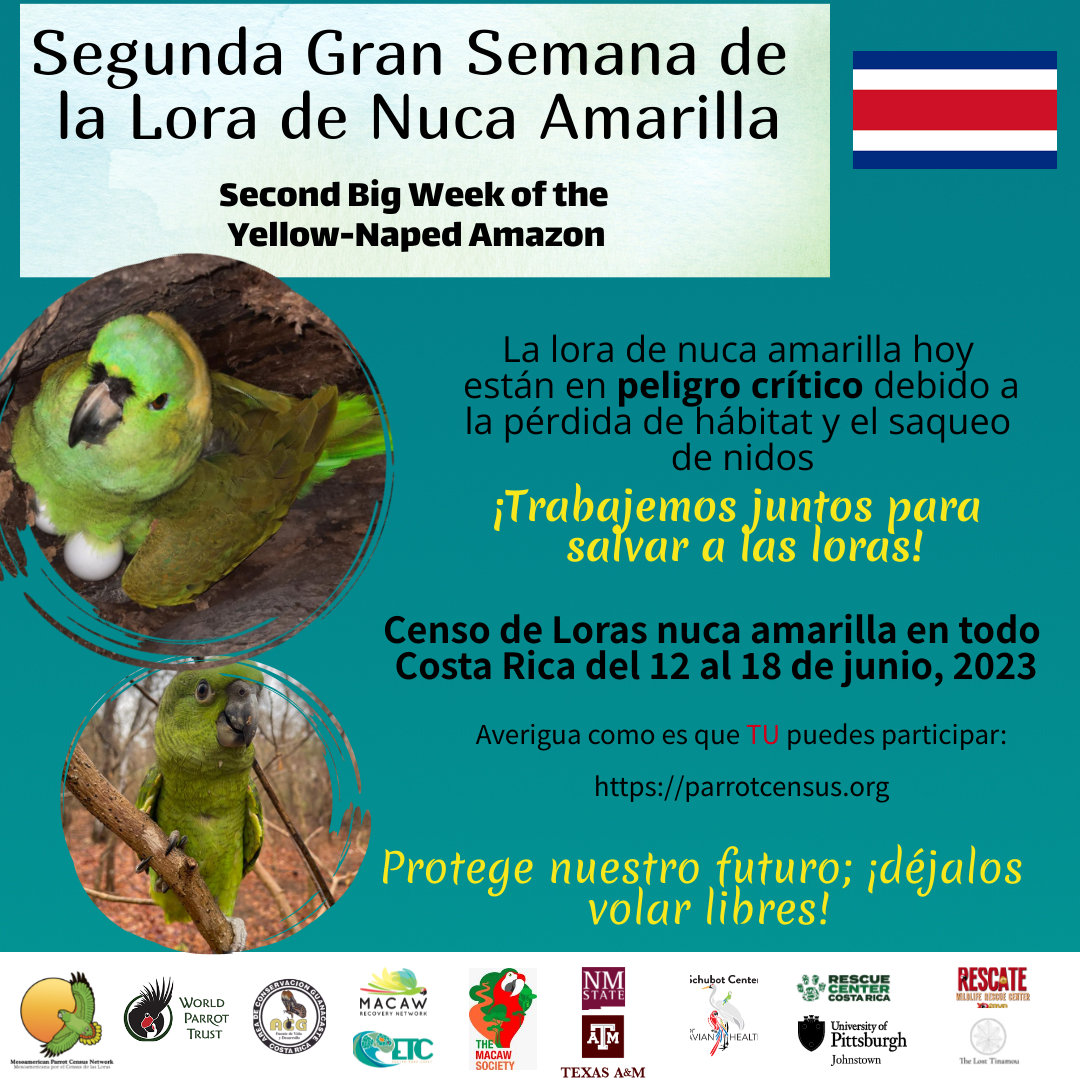 Mesoamerican Parrot Census Network – Red Mesoamericana para el ...